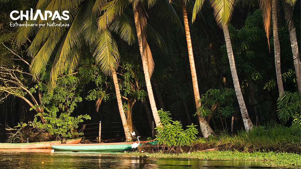 Conservación y vida silvestre: avistamiento de aves y fauna - Chiapas ...